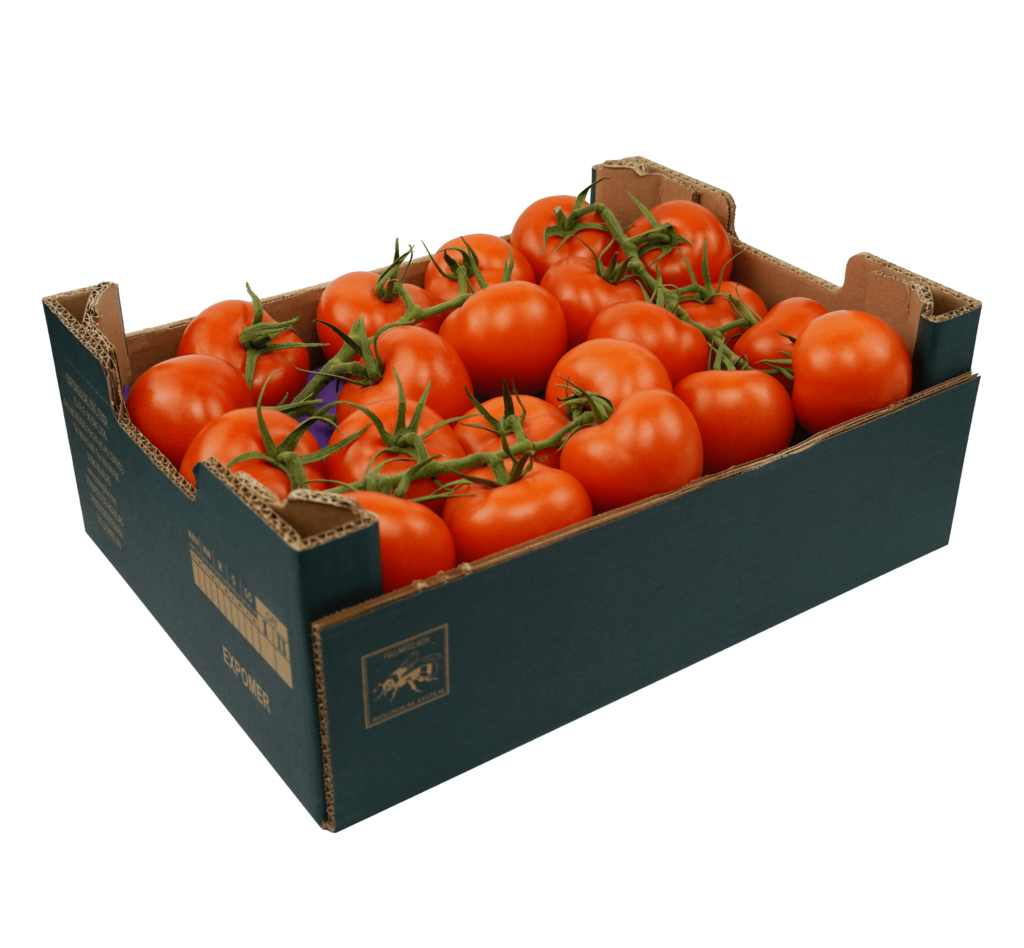 Tomate Rama - ExpoAguilas