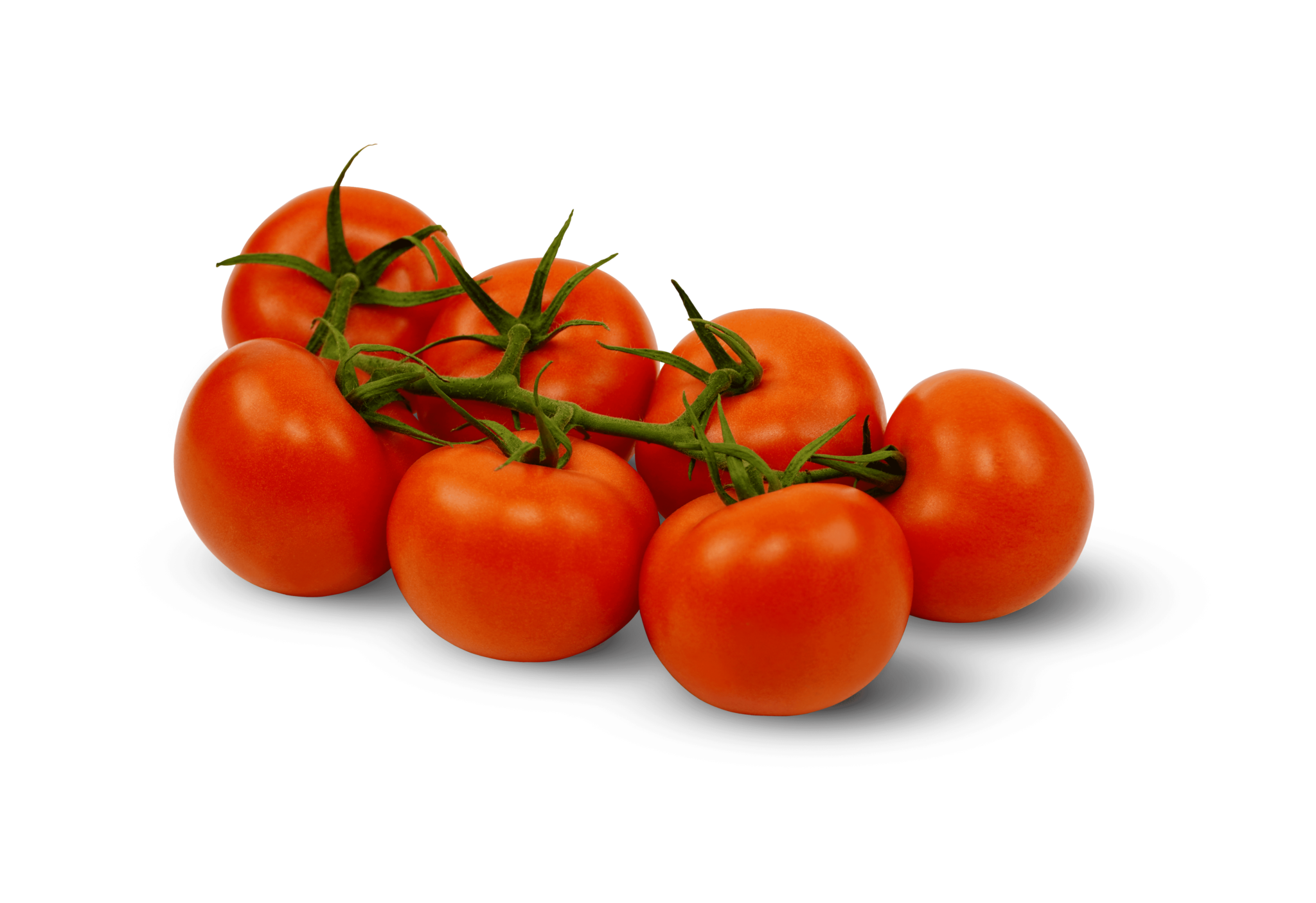 Tomate Rama - ExpoAguilas